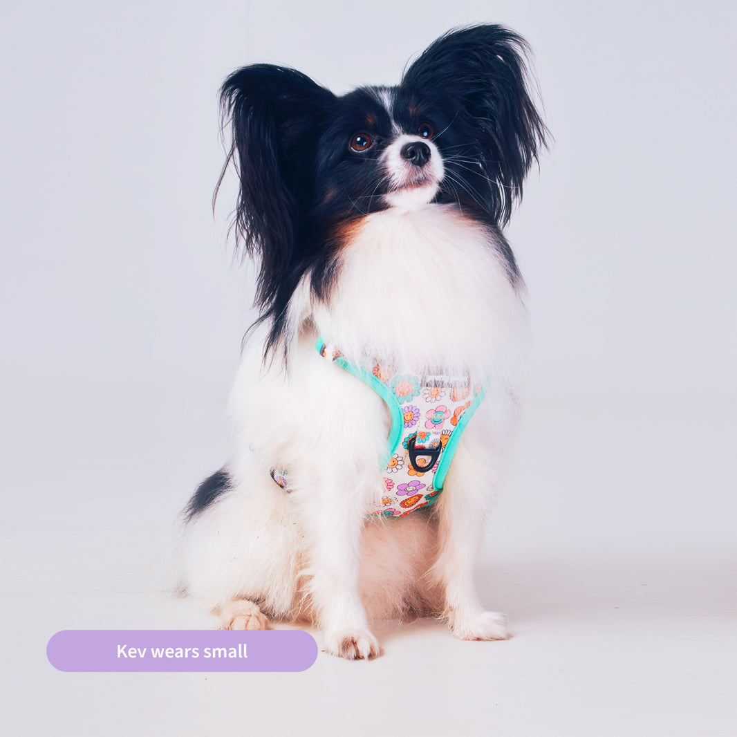 Pretty Paws Dog Accessories